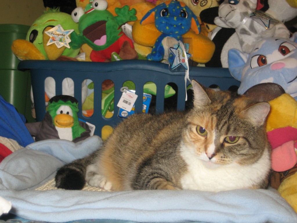 Joe's Stuff » Joe’s Collection